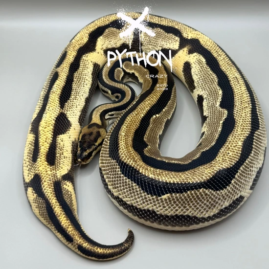 Leopard ODYB 66% DH Clown Pied Ball Python by X_python_crazy