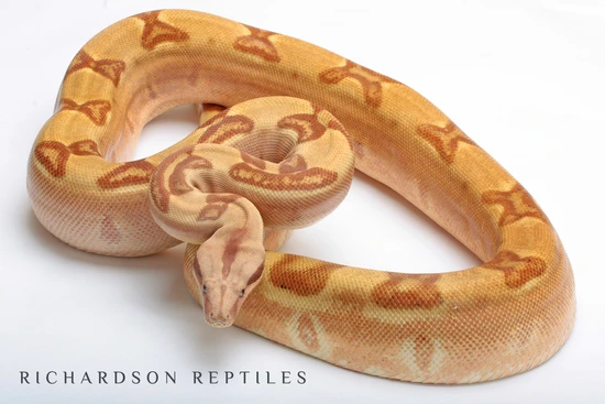 6ft Hypo Labyrinth Het VPI And Anery Boa Constrictor by Richardson Reptiles