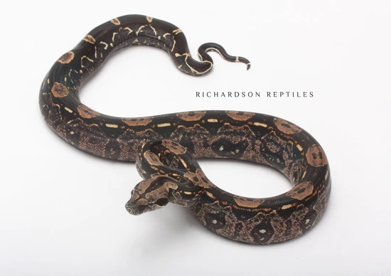 IMG Keltic 100% Het VPI Boa Constrictor by Richardson Reptiles