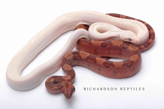1.1 Hypo Crystal 66% Het RED DRAGON And Blood 66% Het Kahl PAIR! Boa ...