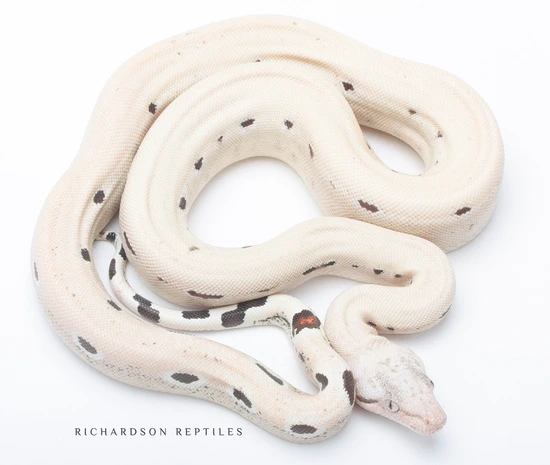 VPI Scoria Boa Constrictor by Richardson Reptiles