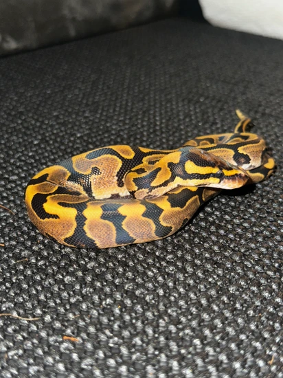 Super Enchi OD Ball Python by Xave's Ball Pythons