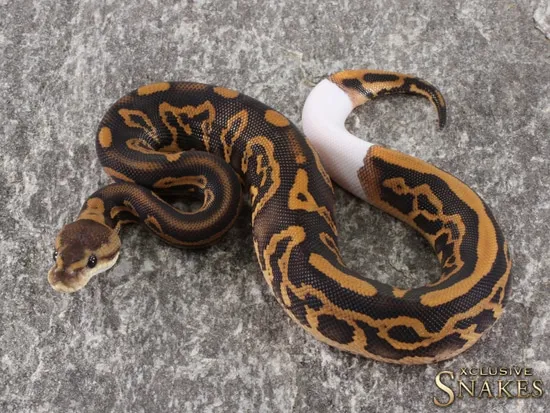 Black Pastel Leopard Wookie Crypton Ball Python by Xclusive Snakes