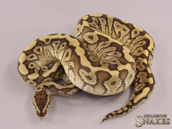 Hidden Gene Woma Special Gravel Het Clown Ball Python by Xclusive Snakes