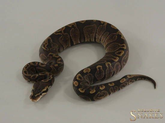 GHI Double Het Sunset Ultramel Ball Python by Xclusive Snakes