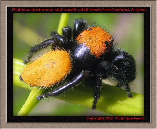 Phidippus Apacheanus "Apache Jumping Spider" = Rarely Offered ...