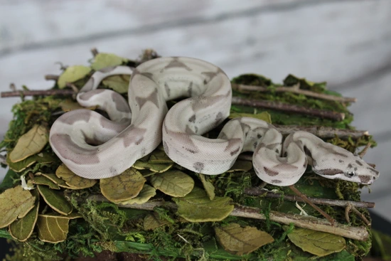 Super Ghost Parahet Boa Constrictor by Xoboas