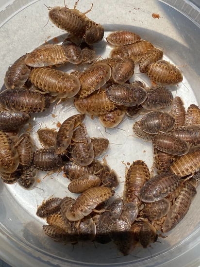Dubia Roaches Medium 100 Ct Cockroach by Xotics365 LLC