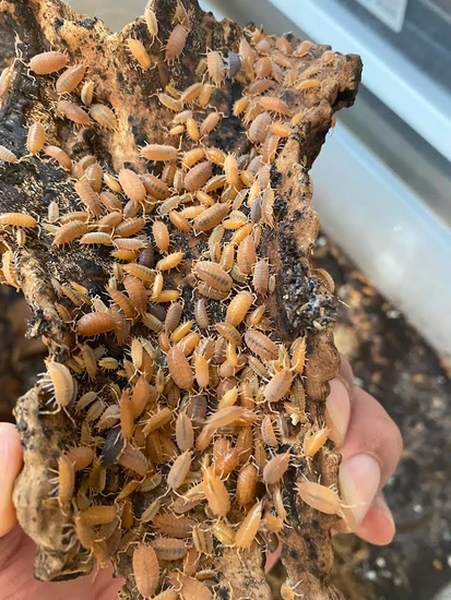 P. PRUINOSIS POWDER ORANGE AND BLUE MIX ISOPODS - .25 Cents Each Isopod ...