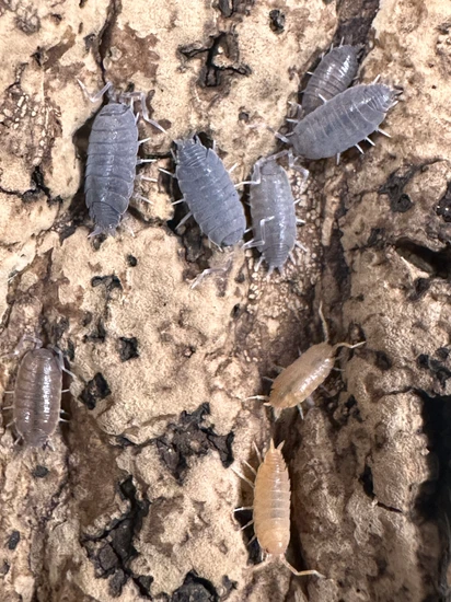 P. PRUINOSIS POWDER ORANGE AND BLUE MIX ISOPODS - .35 Cents Per Isopod ...