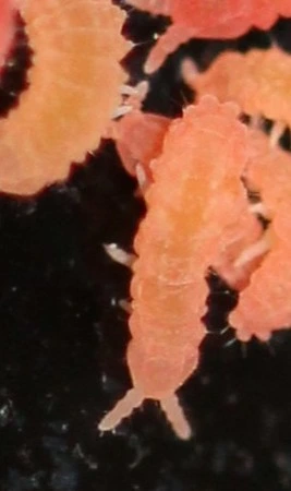 Yuukianura Aphoruroides Orange Springtails,Clay Culture 20 CT Isopod by ...