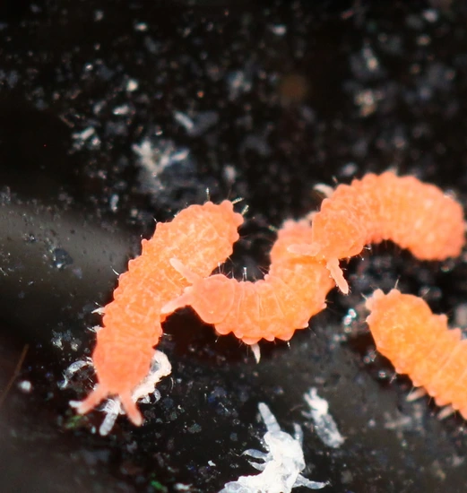 Orange Springtails (Yuukianura Aphoruroides) Clay Culture 20+. More ...