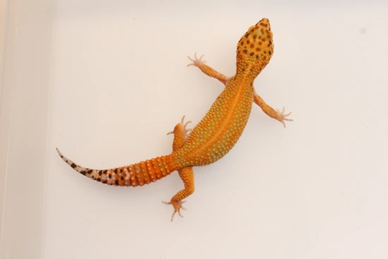 Tangerine Carrot Tail Leopard Gecko by Xotics365 LLC