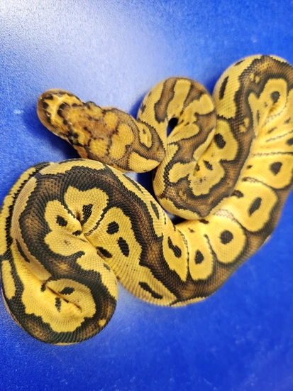 Red Stripe Clown Het Candy/albino Ball Python by Ballistic Morphs
