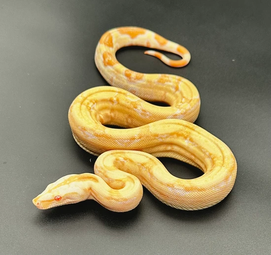 Sharp Albino Het Blood Boa Constrictor by ESP Reptiles