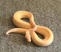 Albino Lesser Ball Python by Xtreme Pythons