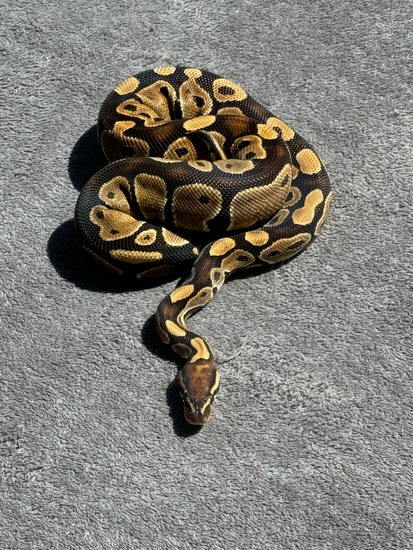 Red Gene Het Ultramel Ball Python by Xtreme Pythons