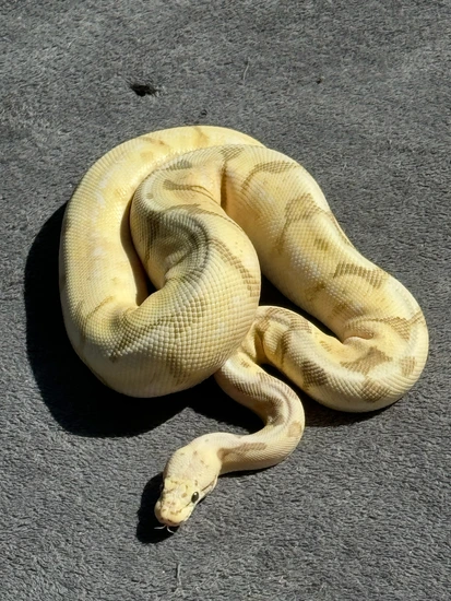 Butter Fire Enchi Spider OD Het Clown Ball Python by Xtreme Pythons