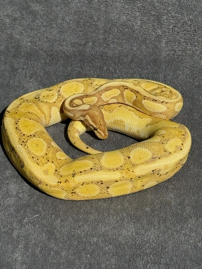 Coral Glow Het Pied Ball Python by Xtreme Pythons