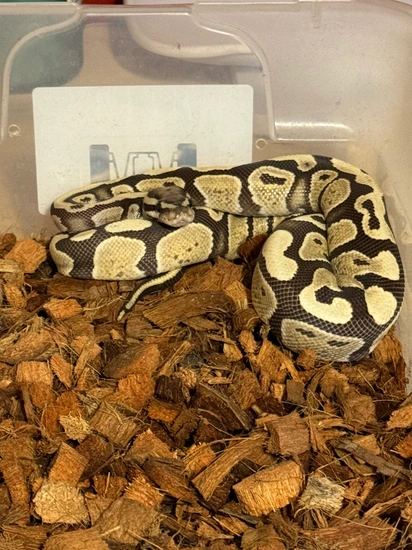 Fire DG Ball Python by Xtreme Pythons