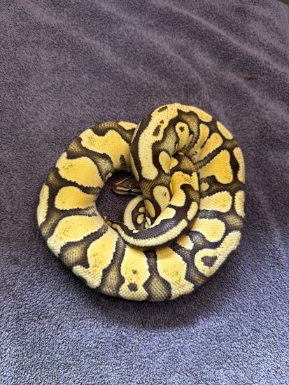 Pastel Vanilla Orange Dream Ball Python by Xtreme Pythons