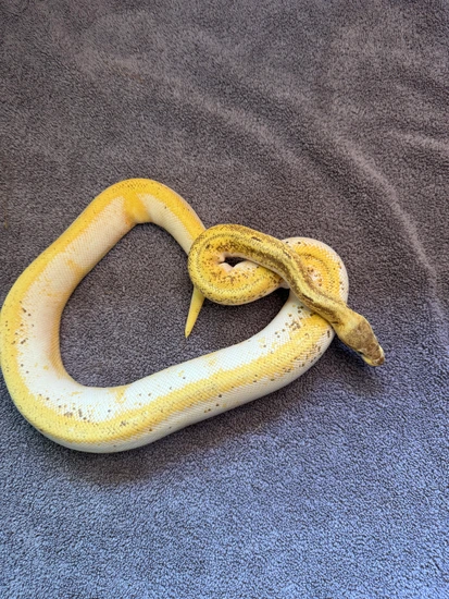 Enchi ODYB Spider Het Piebald Ball Python by Xtreme Pythons