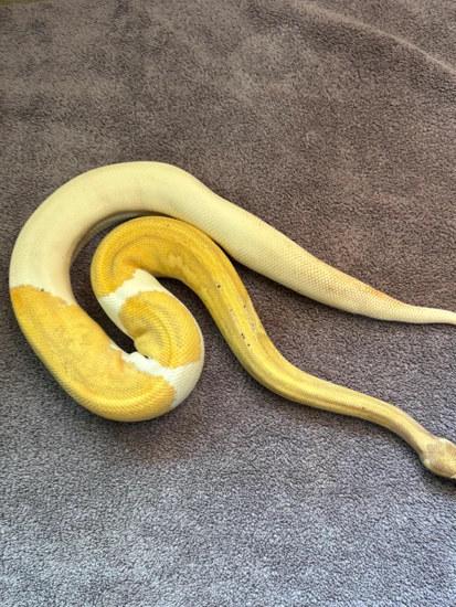 Banana Piebald Het Hypo Ball Python by Xtreme Pythons