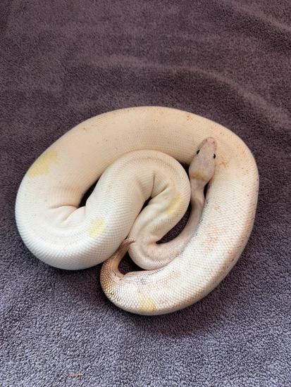 Super Fire Ball Python by Xtreme Pythons