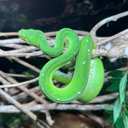 Xtreme Exotics - MorphMarket