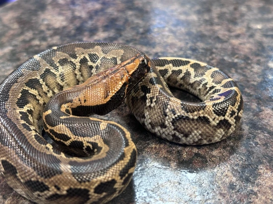 Orange Head Het Caramel Sumatran Short-Tailed Python by Xtreme Exotics