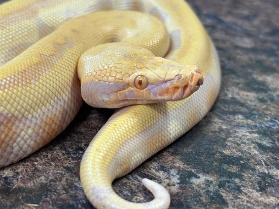 T-Neg Goldeneye Blood Python by Xtreme Exotics