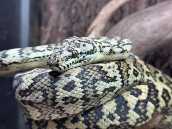 Subadult Female Caramel Coastal Carpet Python by Xtreme Exotics