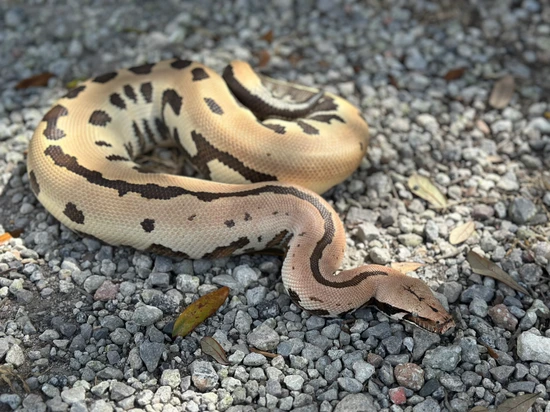 007 Het T Blood Python by Xtreme Exotics