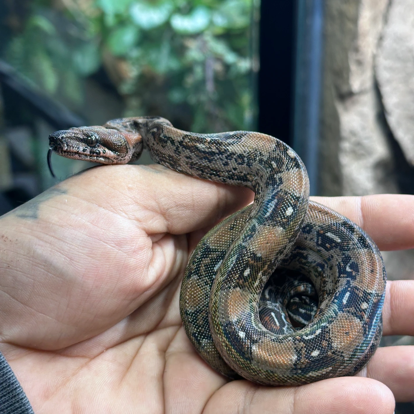 2025 Leopard Boa Boa Constrictor by Xtreme Exotics