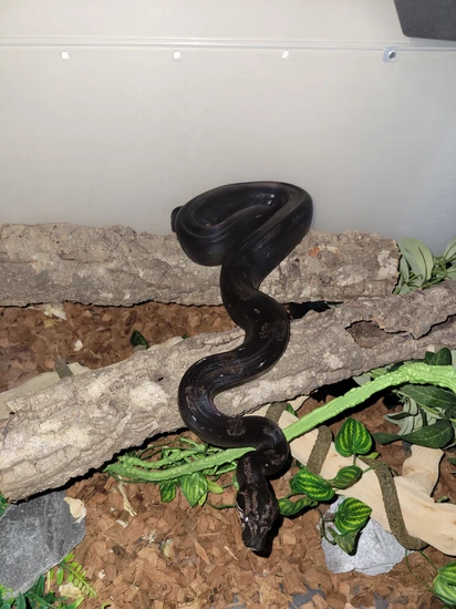 Black Devil (IMG RDR) Boa Constrictor by LacertusSerpens