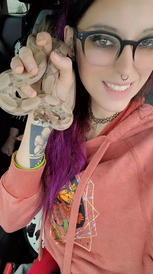 Beautiful Anery Female Boa With Beautiful Rainbow Hue! Boa Constrictor ...