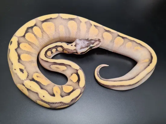 Super Orange Dream Super Pastel YB Ball Python by YBalls Python Regius