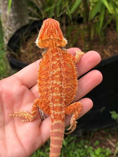 GORGEOUS Super Chunky Hypo Tangerine Female! Central Bearded Dragon by ...
