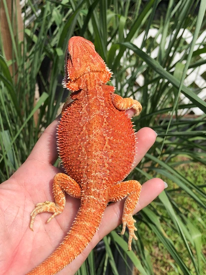 HOLDBACK RELEASE Hypo Tanerine CHUNKY Girl! Central Bearded Dragon by ...