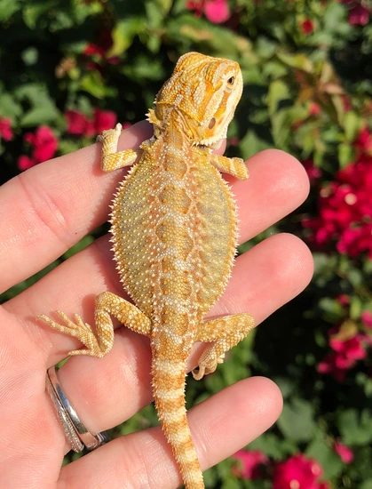 Citrus Tiger Bearded Dragon