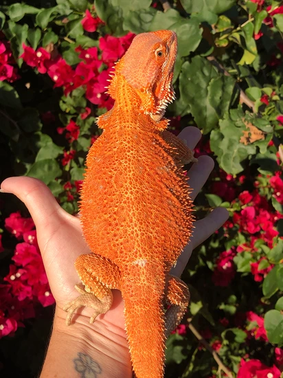 Hypo Tanerine CHUNKY Girl! Central Bearded Dragon by Yellow Room Reptiles