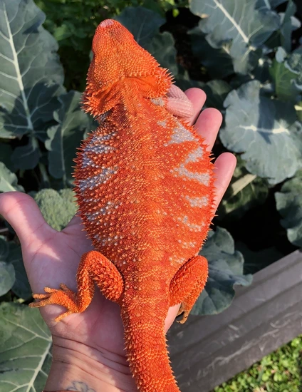 BEAUTIFUL GLOWING Red And Blue Tiger Male! Central Bearded Dragon by ...