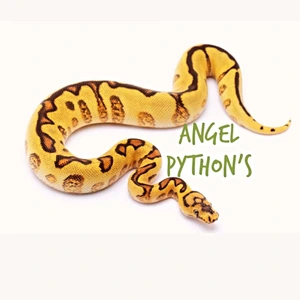 Angel's Pythons - MorphMarket