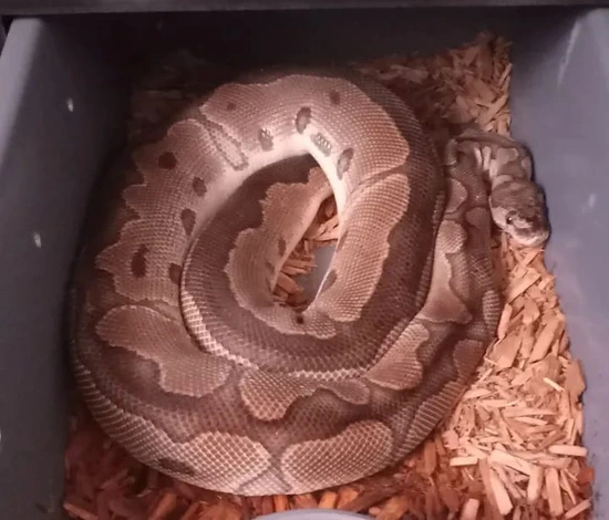 Blade Clown Ball Python by Angel's Pythons