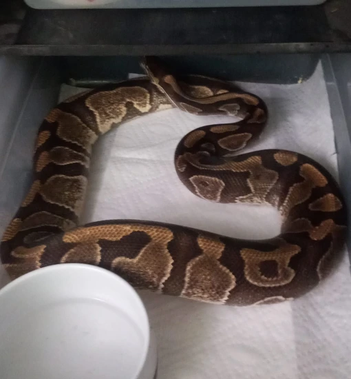 Enchi 100% Het Pied Ball Python by Angel's Pythons