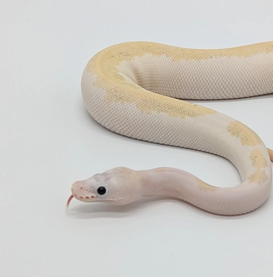 Orange Dream Super Fire Ball Python by York'ings Dragons and Ball Pythons