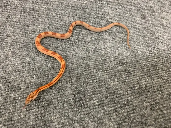 2019 Male Normal Striped Motley Het Amel Corn Snake by Reptiles by Alex
