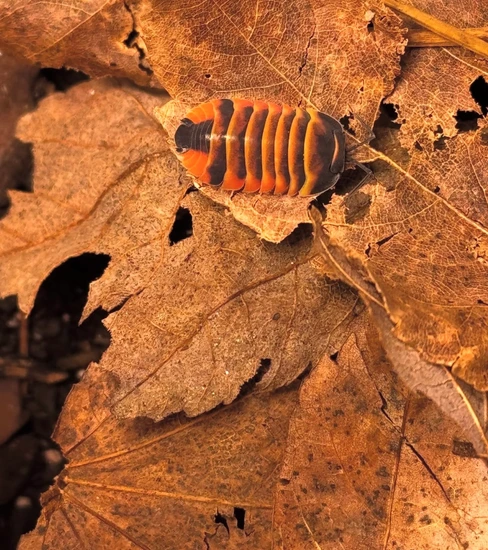 5 Ct Ember Bee Isopod by YFPD