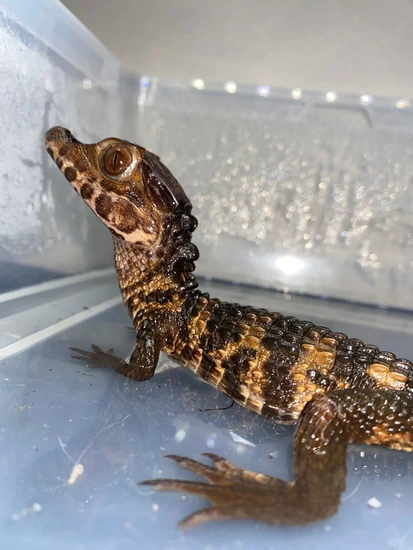 Cuviers Dwarf Caiman Cuvier's Dwarf Caiman by Yox2 Reptiles