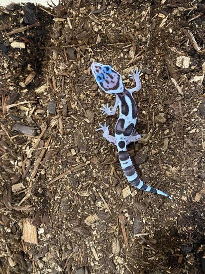 2025 Mack Snow Leopard Gecko by Yox2 Reptiles